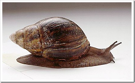 Keong Racun Gets Millions of Hits on Youtube